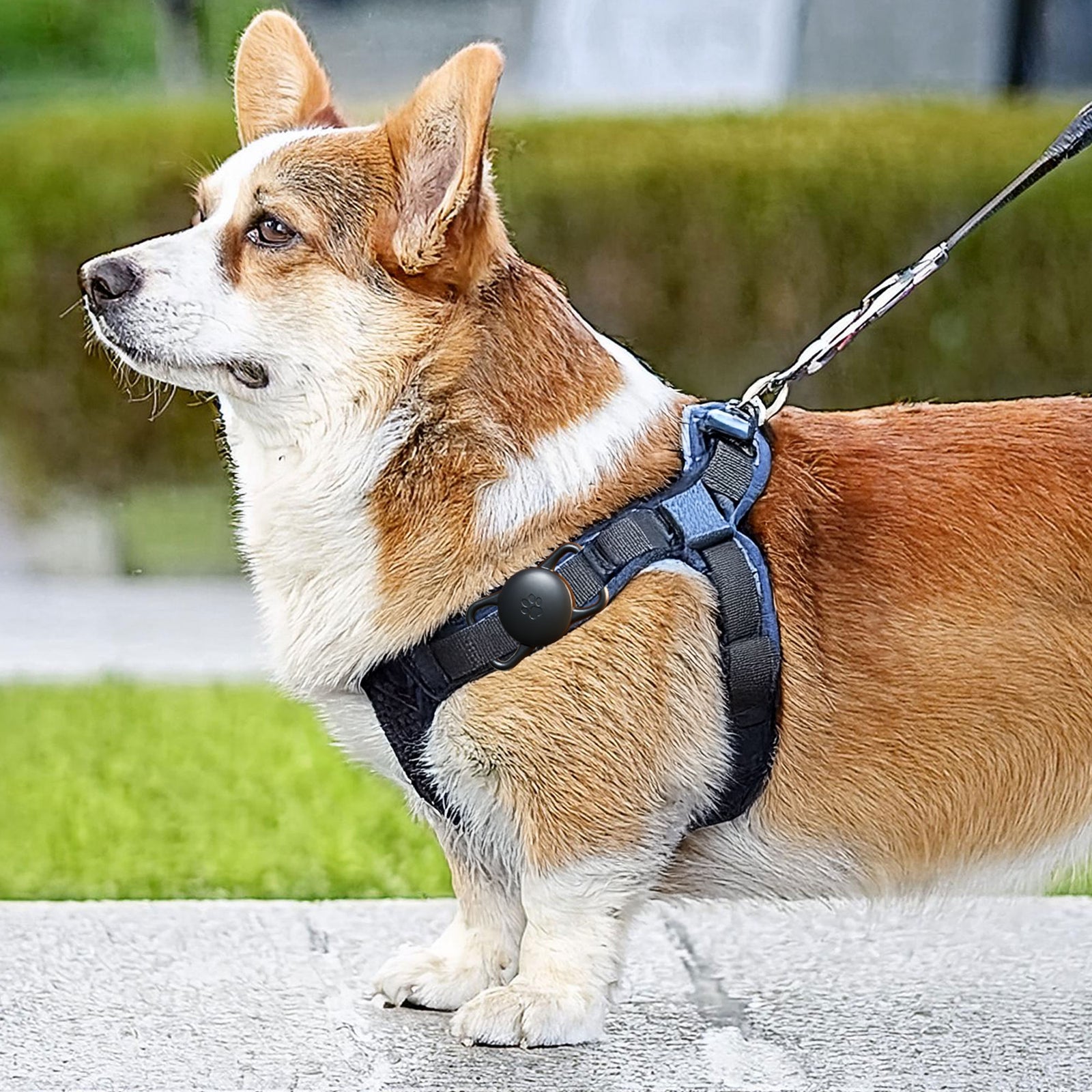AirPet Locator Tag with Collar Holder – Petsense